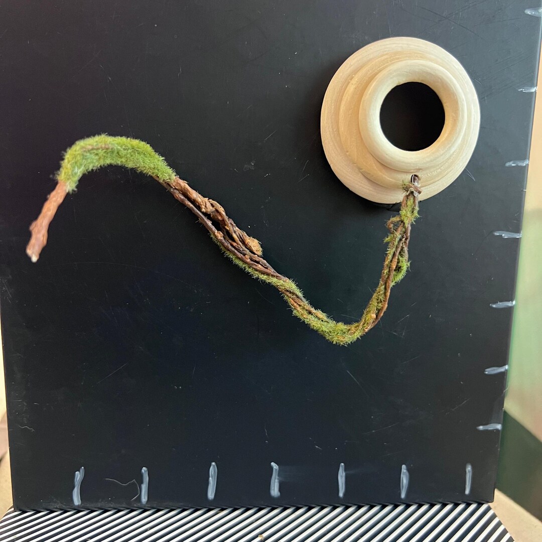 Jumping Spider Hide With Ladder | Wood Ring W Climb | Top or Side ...