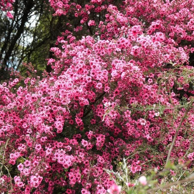 Manuka Tea Plant Live, Leptospermum Scoparium, 5-8 Inch Flower Tea Tree ...