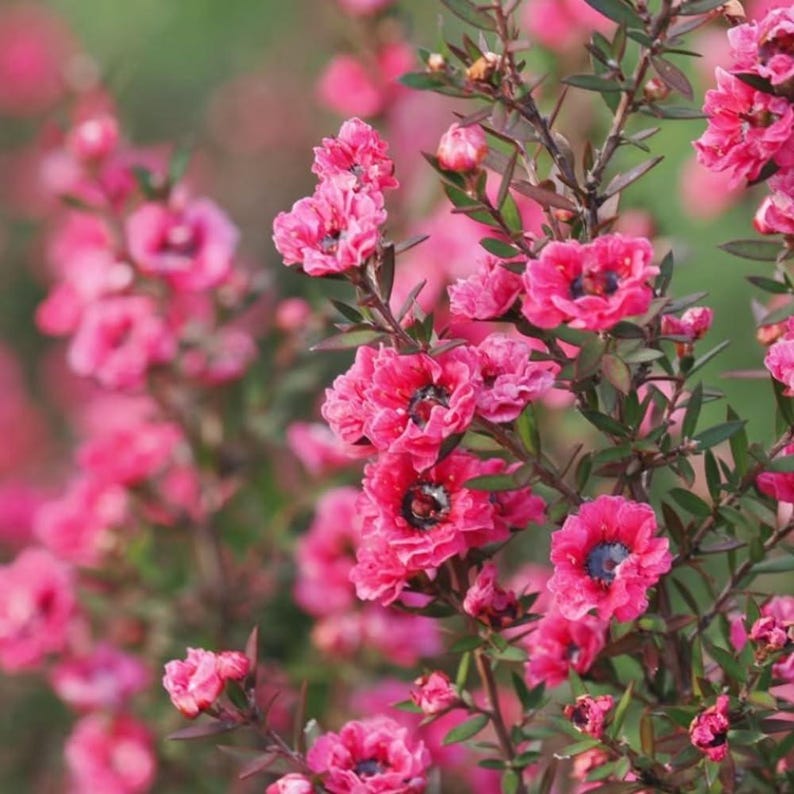 Manuka Tea Plant Live, Leptospermum Scoparium, 5-8 Inch Flower Tea Tree ...