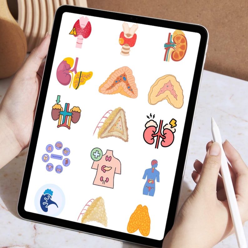 Anatomy Clipart Bundle PNG | 2020+ Human Anatomy Organ Illustrations ...