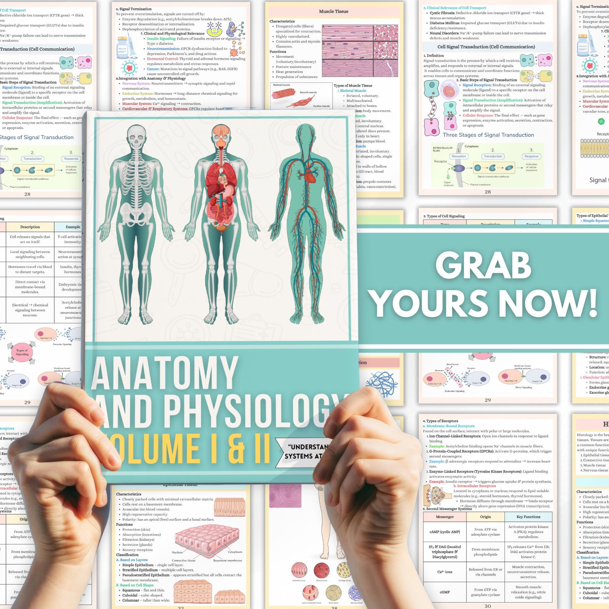 Anatomy and Physiology Bundle Vol. 1 2, Human Body Study Guide ...