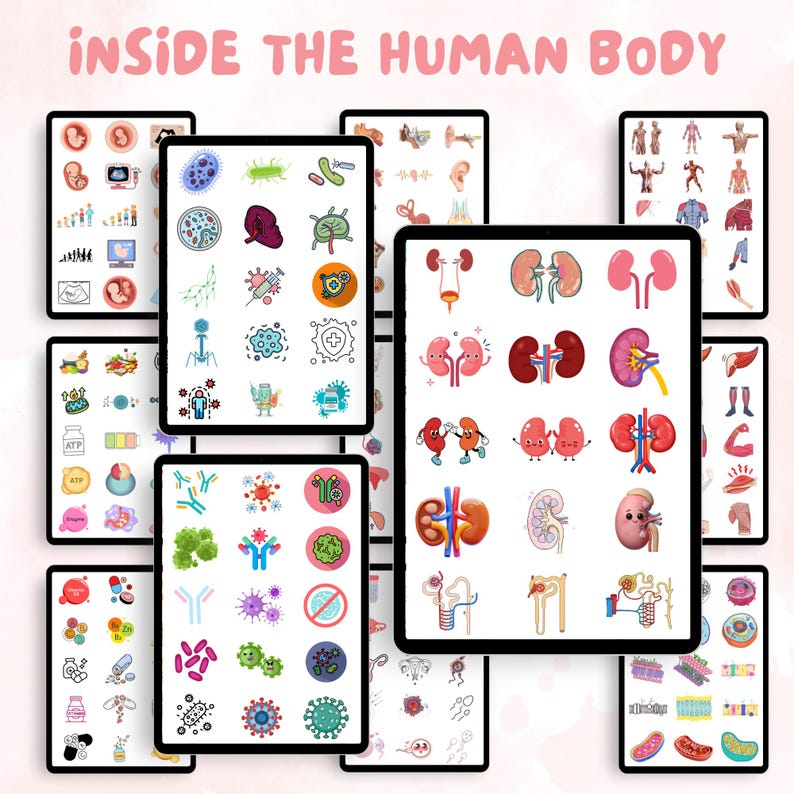Anatomy Clipart Bundle PNG | 2020+ Human Anatomy Organ Illustrations ...