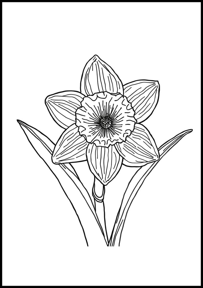 Daffodil Flower Coloring Book for Adults, Teens | Spring Floral Pages ...