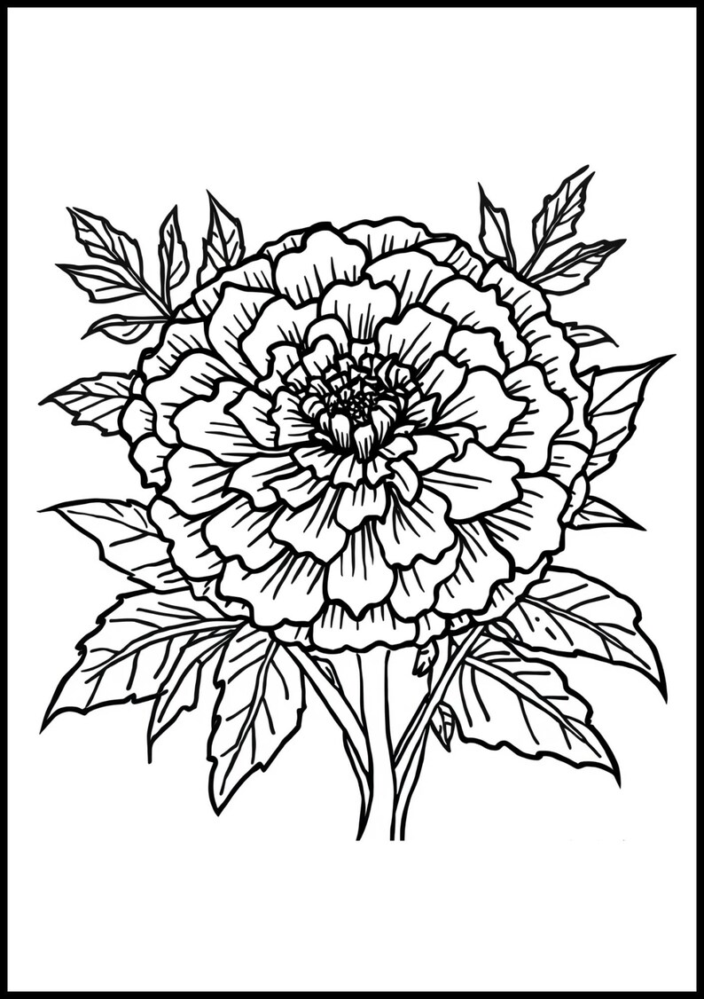 Marigold Flower Coloring Book | Relaxing Botanical Floral Pages ...