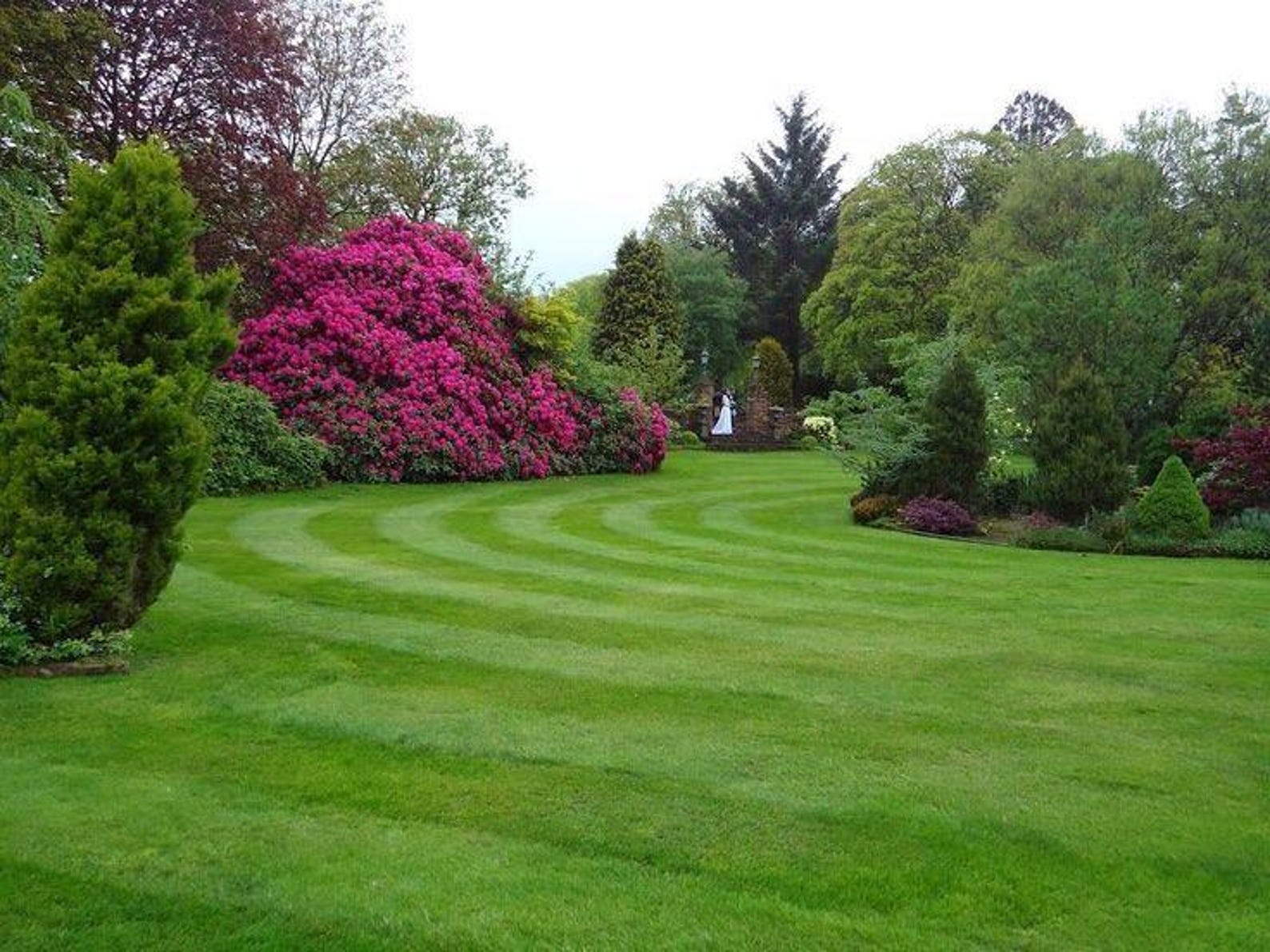 10,000+ Emerald Zoysia Grass Seeds: Heat & Drought Tolerant Lawn Turf ...