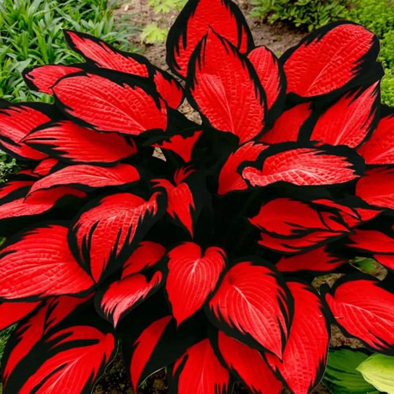 Black and Red Hosta Plants - Etsy