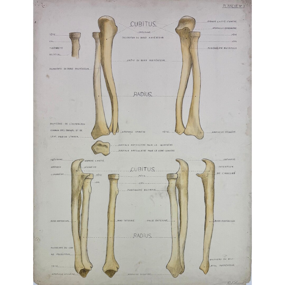 Original Poster - 1930s - Anatomical Plate / Cubitus & Radius (signed ...