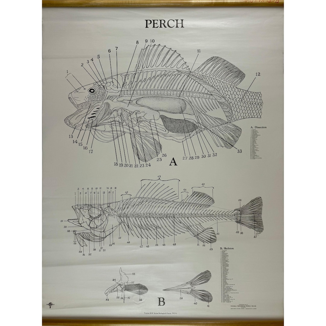 Original Poster - 1950s - Biological School Chart / Perch - Wc31 - Etsy