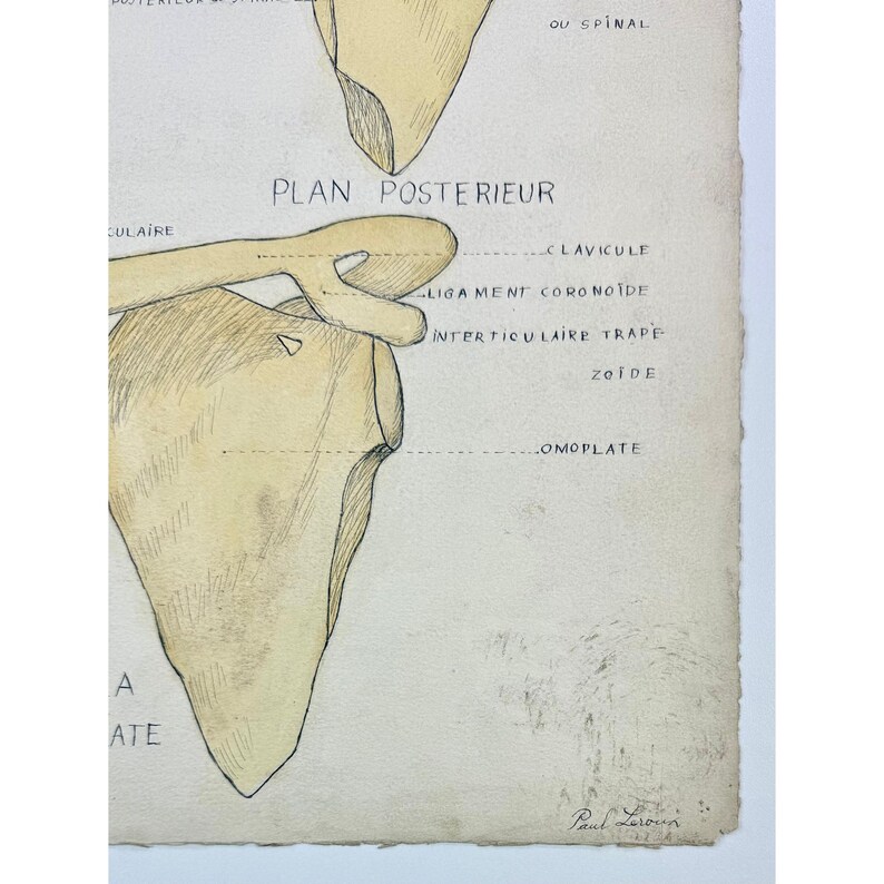 Original Poster - 1930s - Anatomical Plate / Clavicule & Omoplate ...