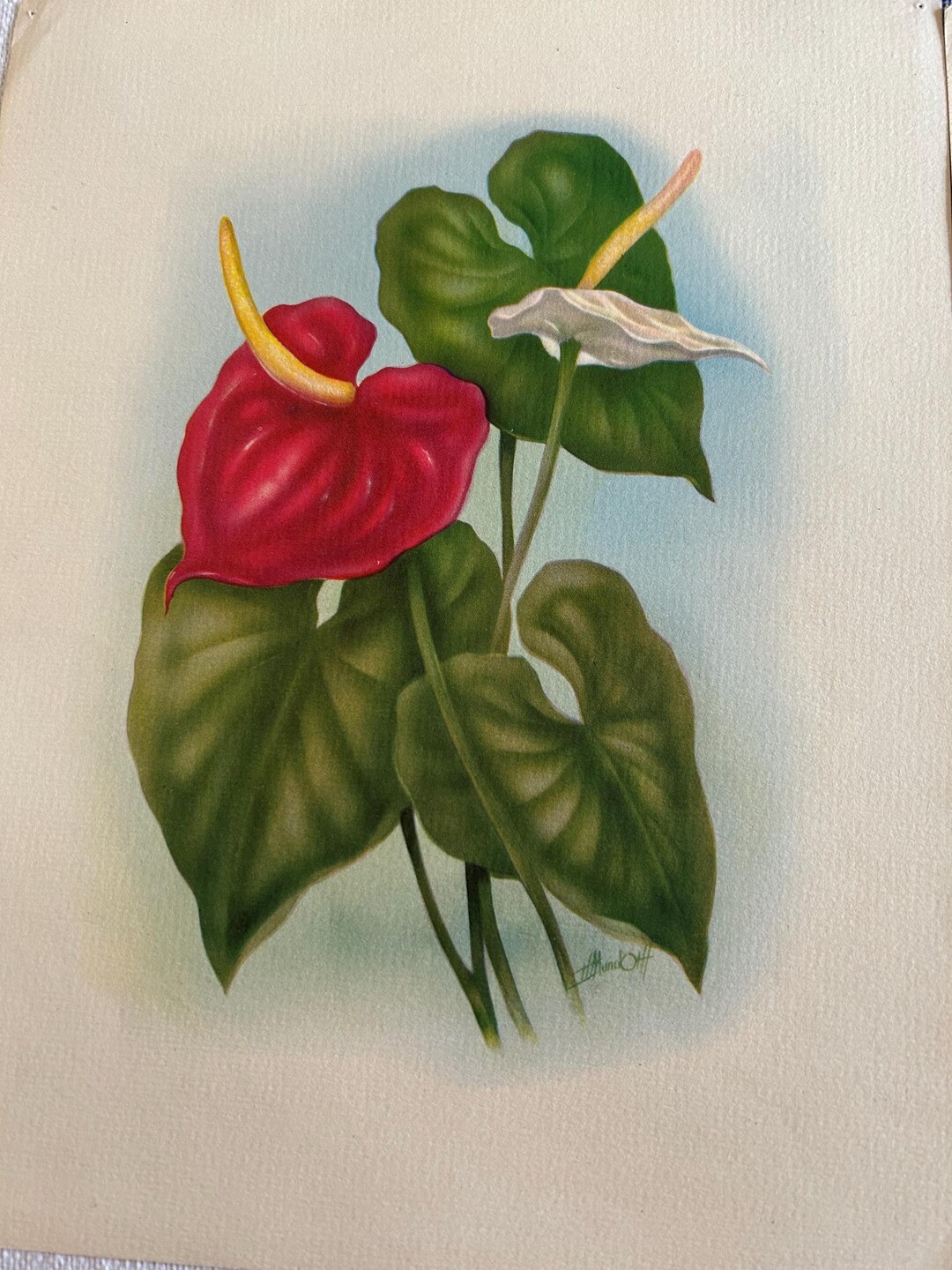 Ted Mundorff Airbrush Paintings Hawaiian Flowers X 8 - Etsy