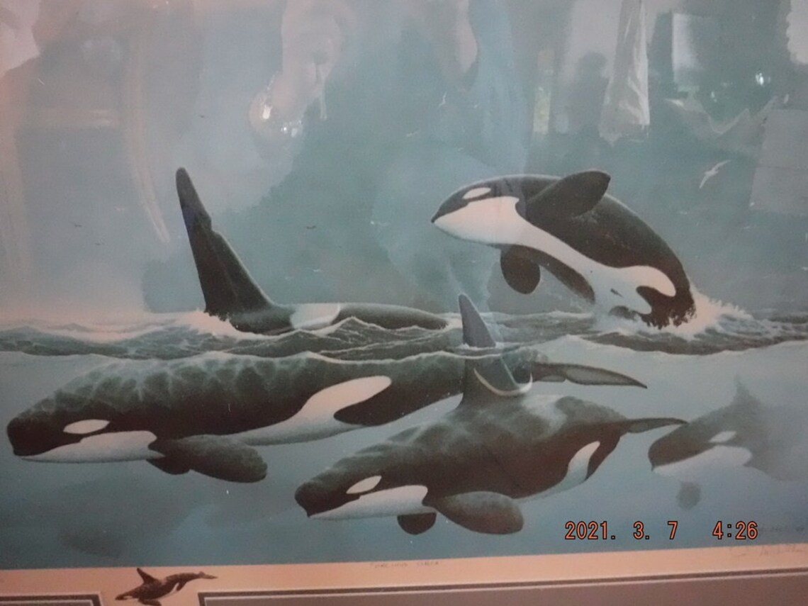 Orcinus Orca Don Mcmichael Limited Edition Offset Litho Small ...