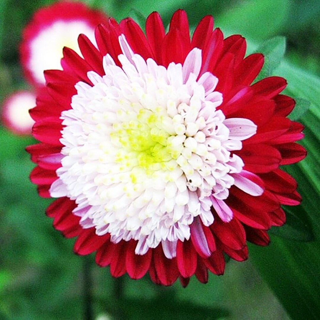 Aster Winter Cherry Flower Seeds Annual Garden Blooms Easy Grow 100 ...