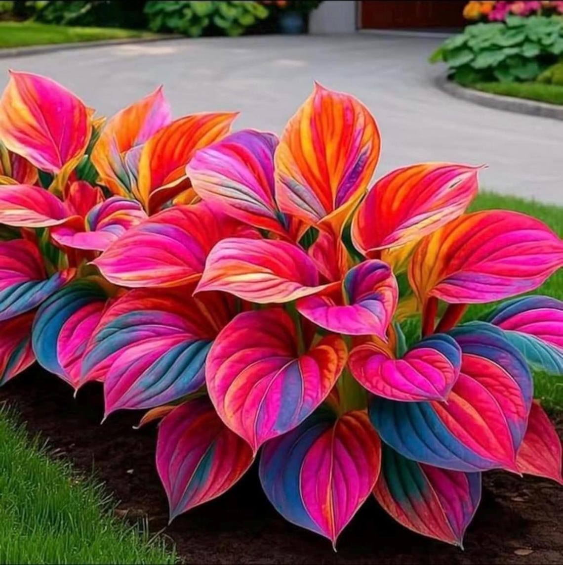 Mixed Hosta Seeds – Shade Garden Perennial Plants With Ornamental ...