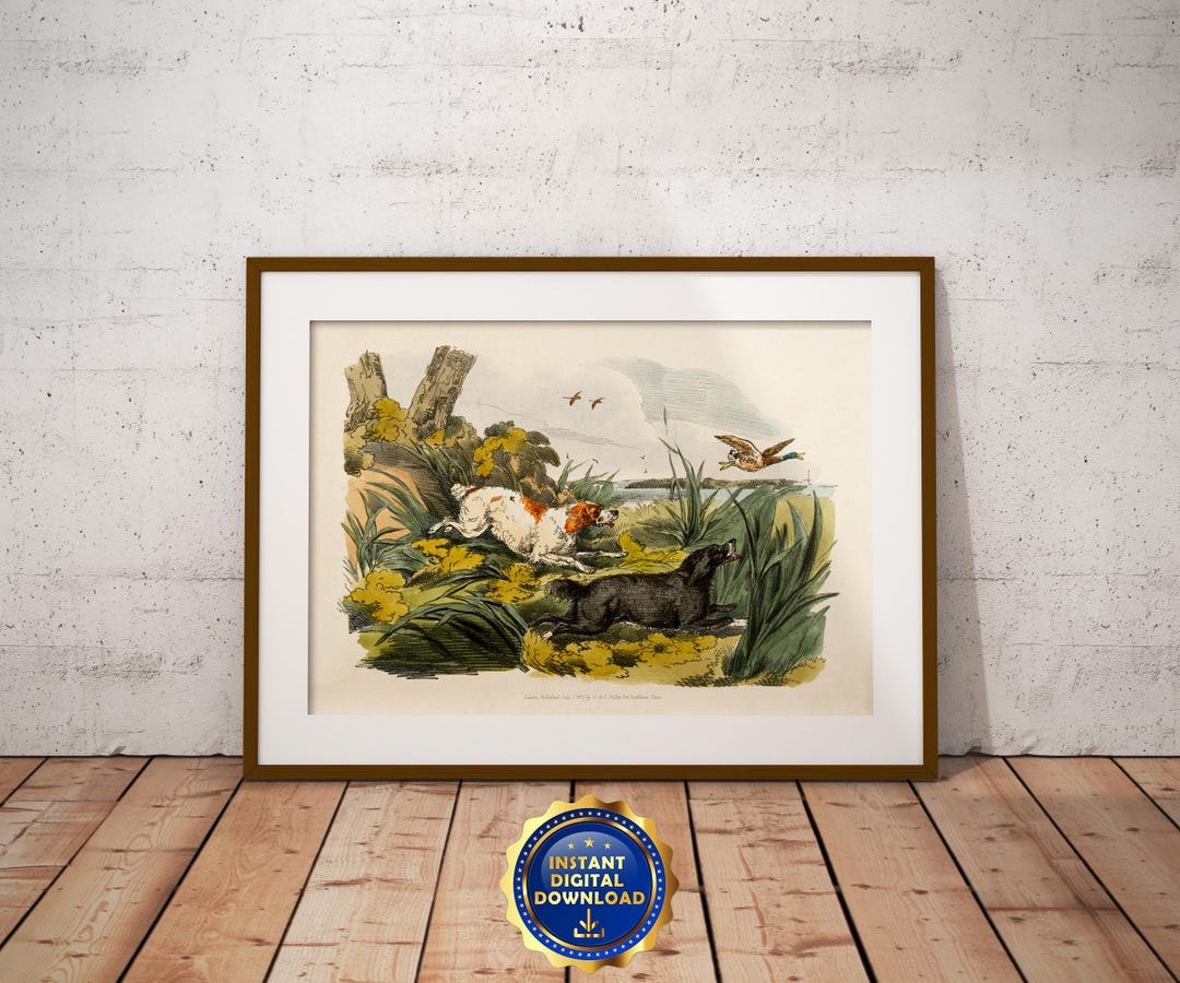 Vintage Hunting Dogs Art Print | Duck Shooting, English Setter (digital ...