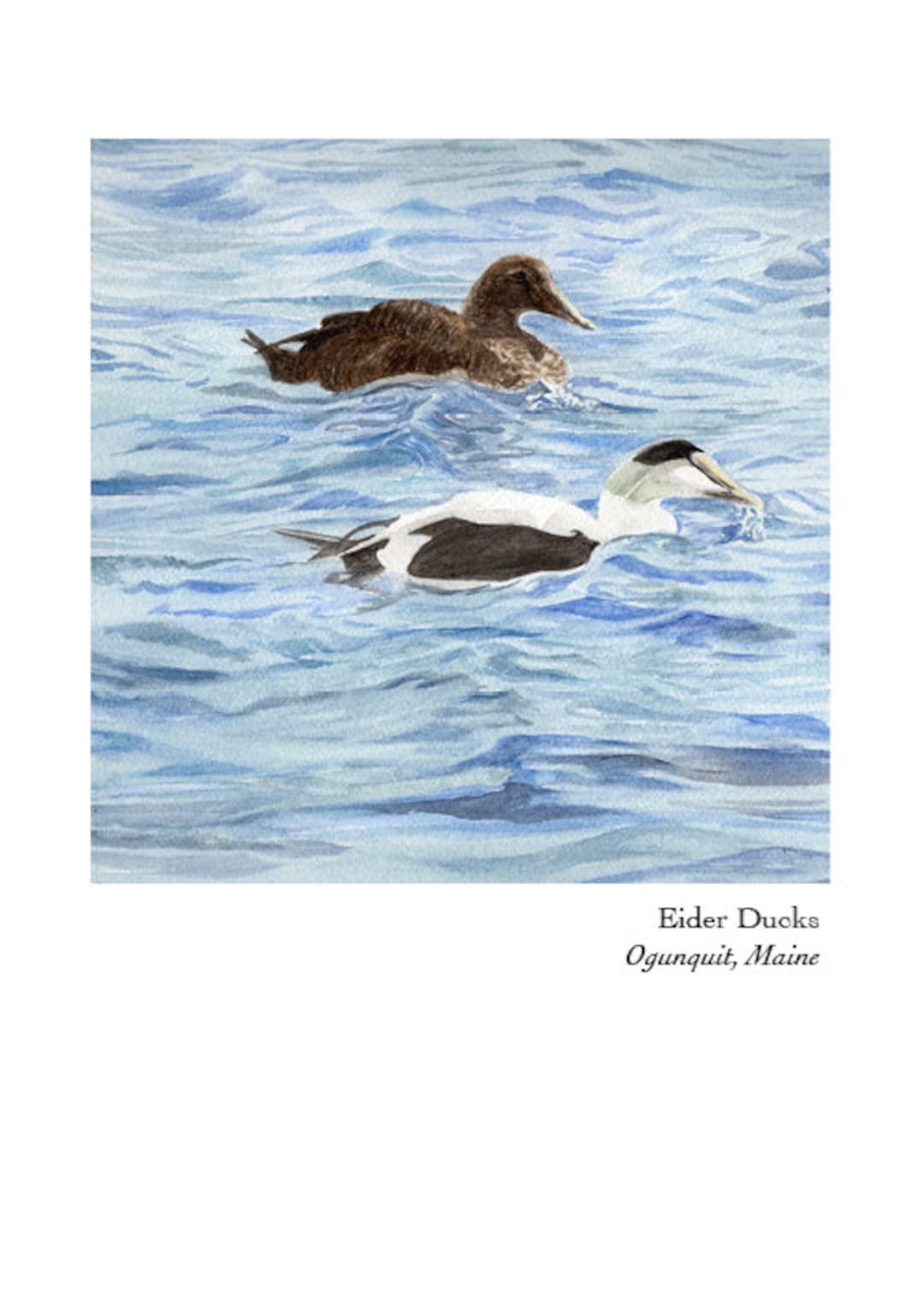 Ogunquit, Maine Card of Eider Ducks - Etsy España