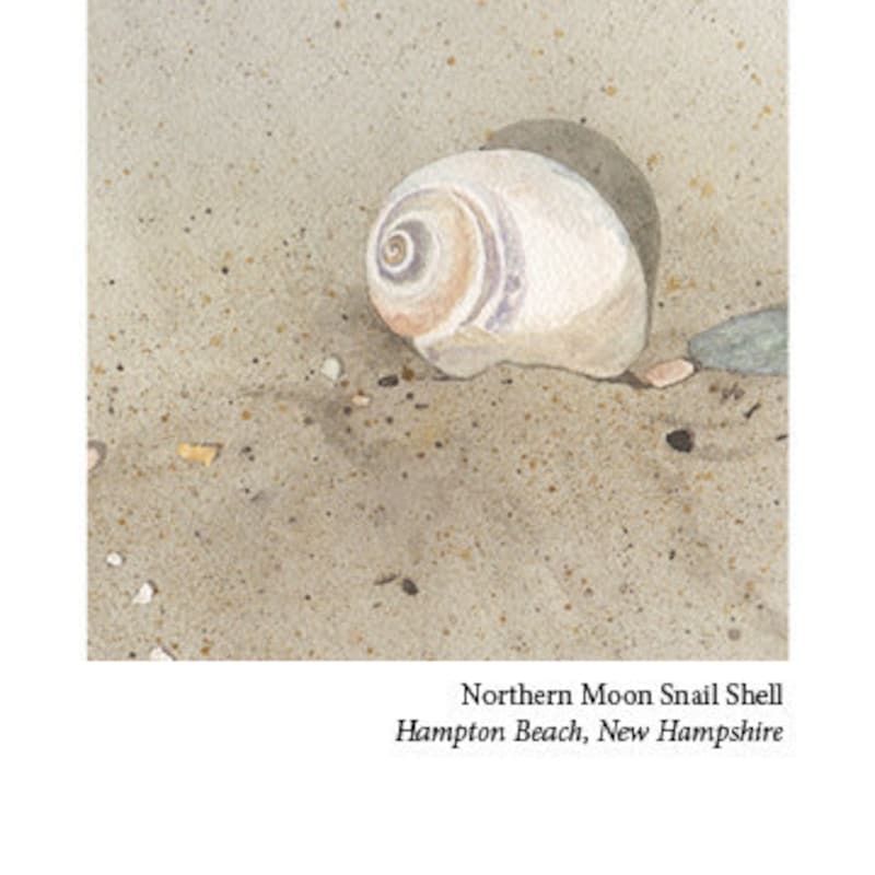 Moon Snail - Etsy