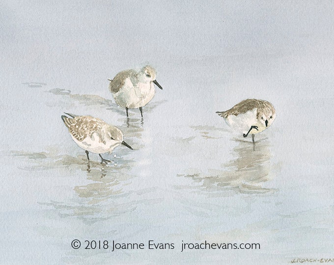 Seabirds/ Sanderlings Card or Small Art Print - Etsy