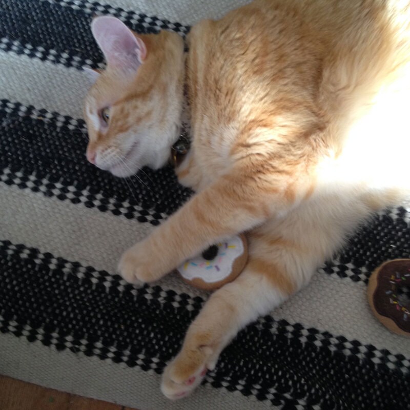 Confetti Donut With Sprinkles Organic Catnip Cat Toy | Etsy