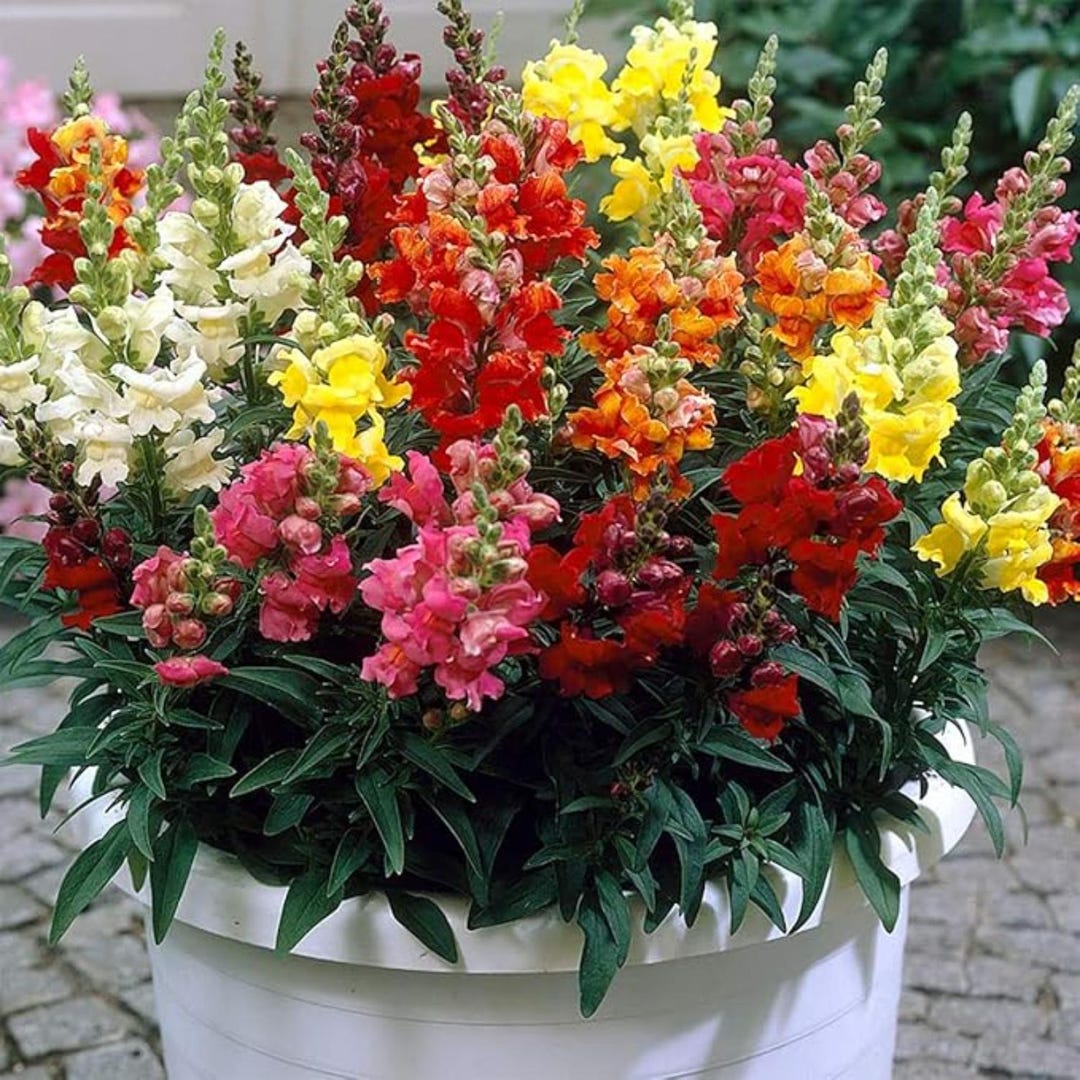 1000 Mixed Snapdragon Flower Seeds Easy Grow Multicolor Wildflower Home ...