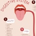 Digestive System Mind Map - Fillable - Etsy UK