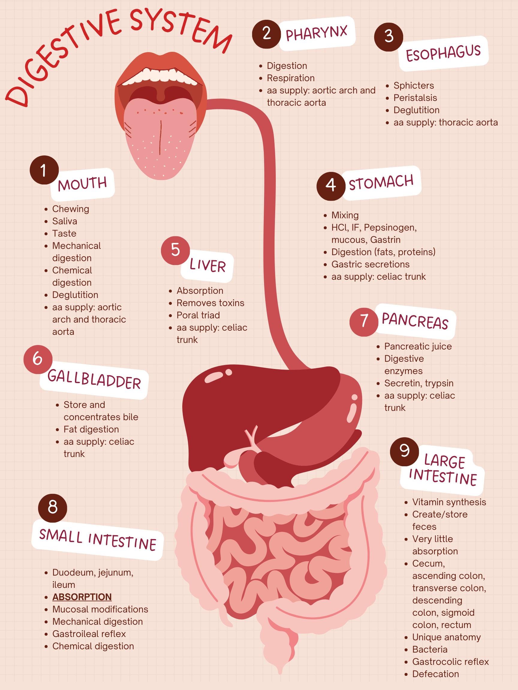 Digestive System Mind Map - Fillable - Etsy