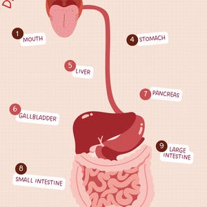 Digestive System Mind Map - Fillable - Etsy UK