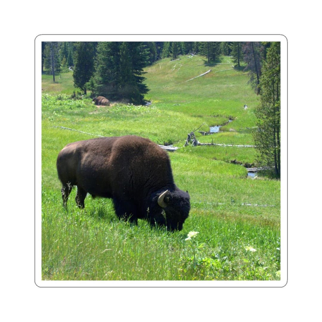 Yellowstone Grazing Bison Wildlife Kiss Cut Sticker | Wildlife - Etsy