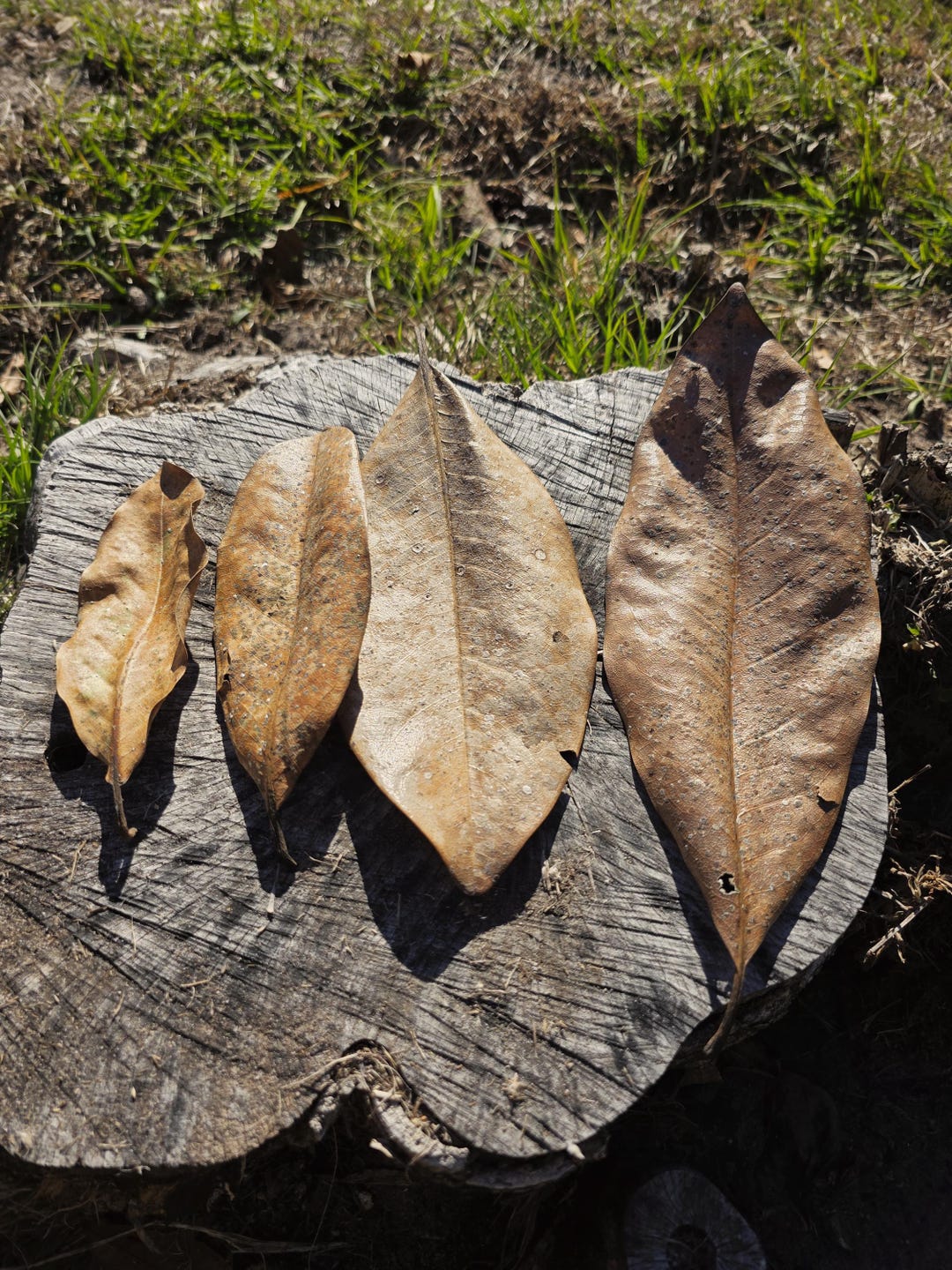 XL Magnolia Leaf Litter| First 10 Orders Get a Free Gift! - Etsy