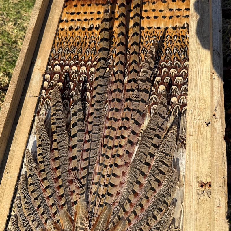 Feather Art Waterfowl - Etsy