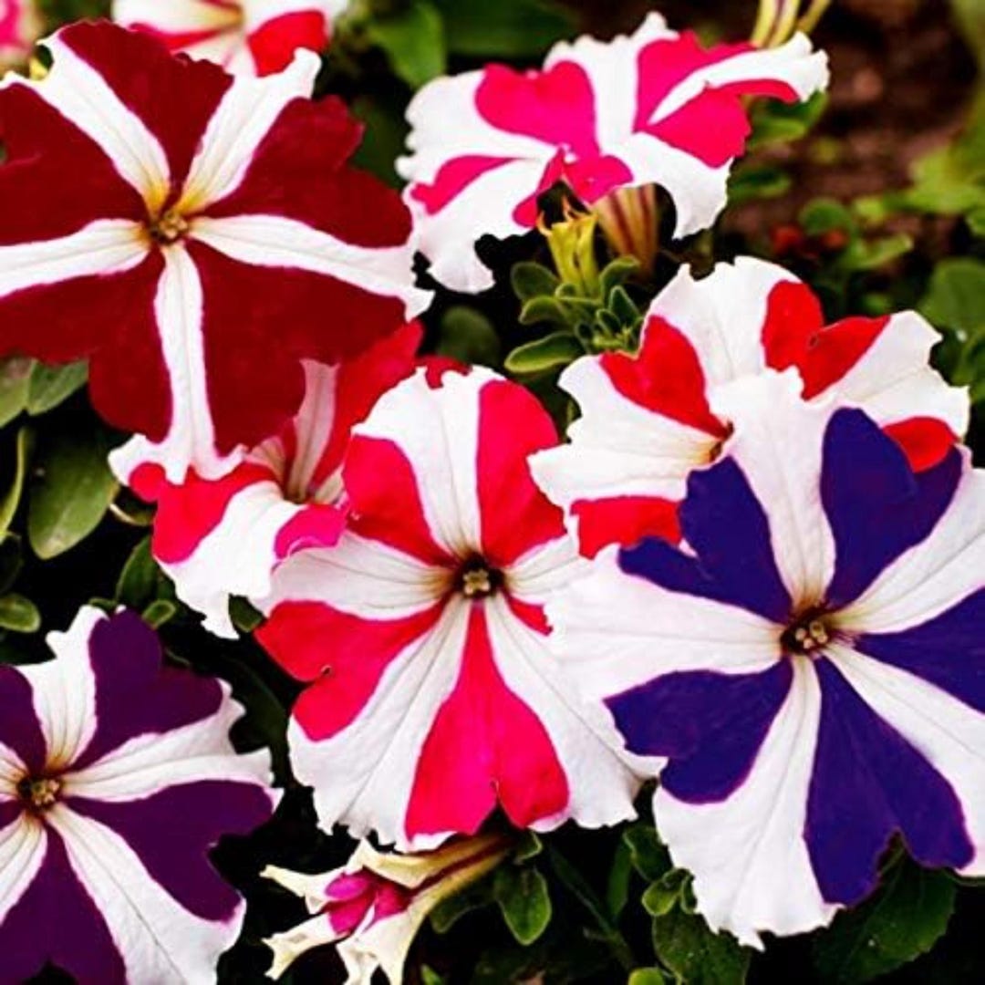 Petunia Starfall Mix Seeds – Annual Flowers for Garden & Containers - Etsy