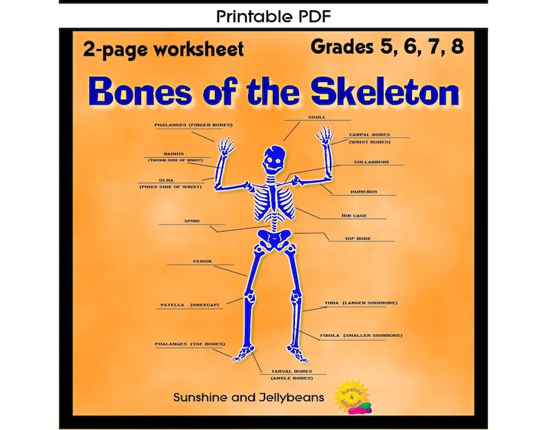Bones of the Skeleton - Learn the Names of Bones- Grades 5-8 Science ...