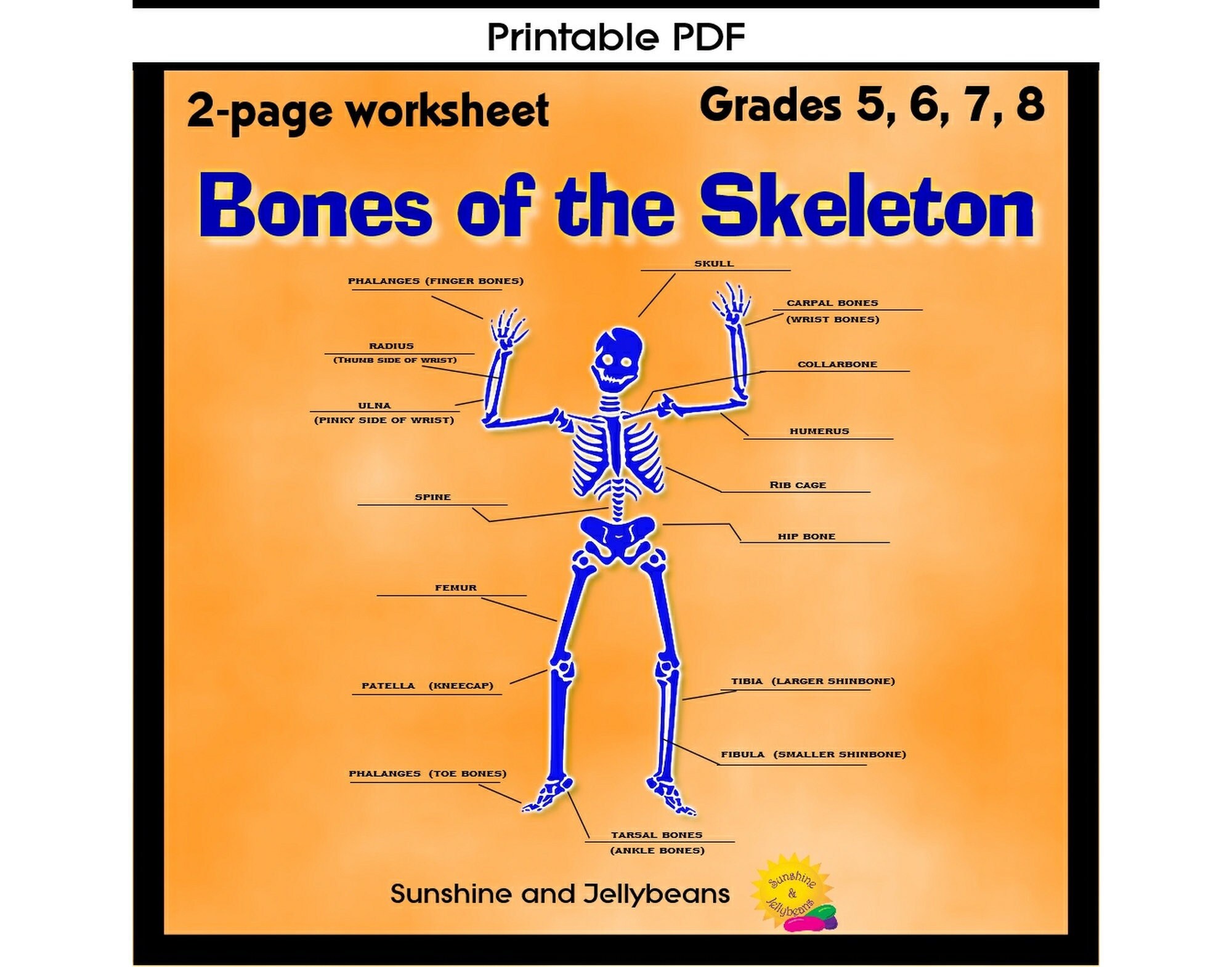 Bones of the Skeleton - Learn the Names of Bones- Grades 5-8 Science ...