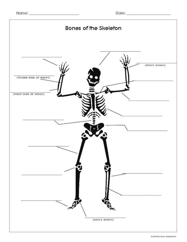 Bones of the Skeleton - Learn the Names of Bones- Grades 5-8 Science ...