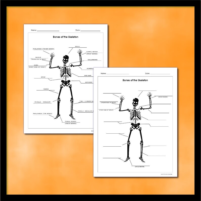 Bones of the Skeleton - Learn the Names of Bones- Grades 5-8 Science ...
