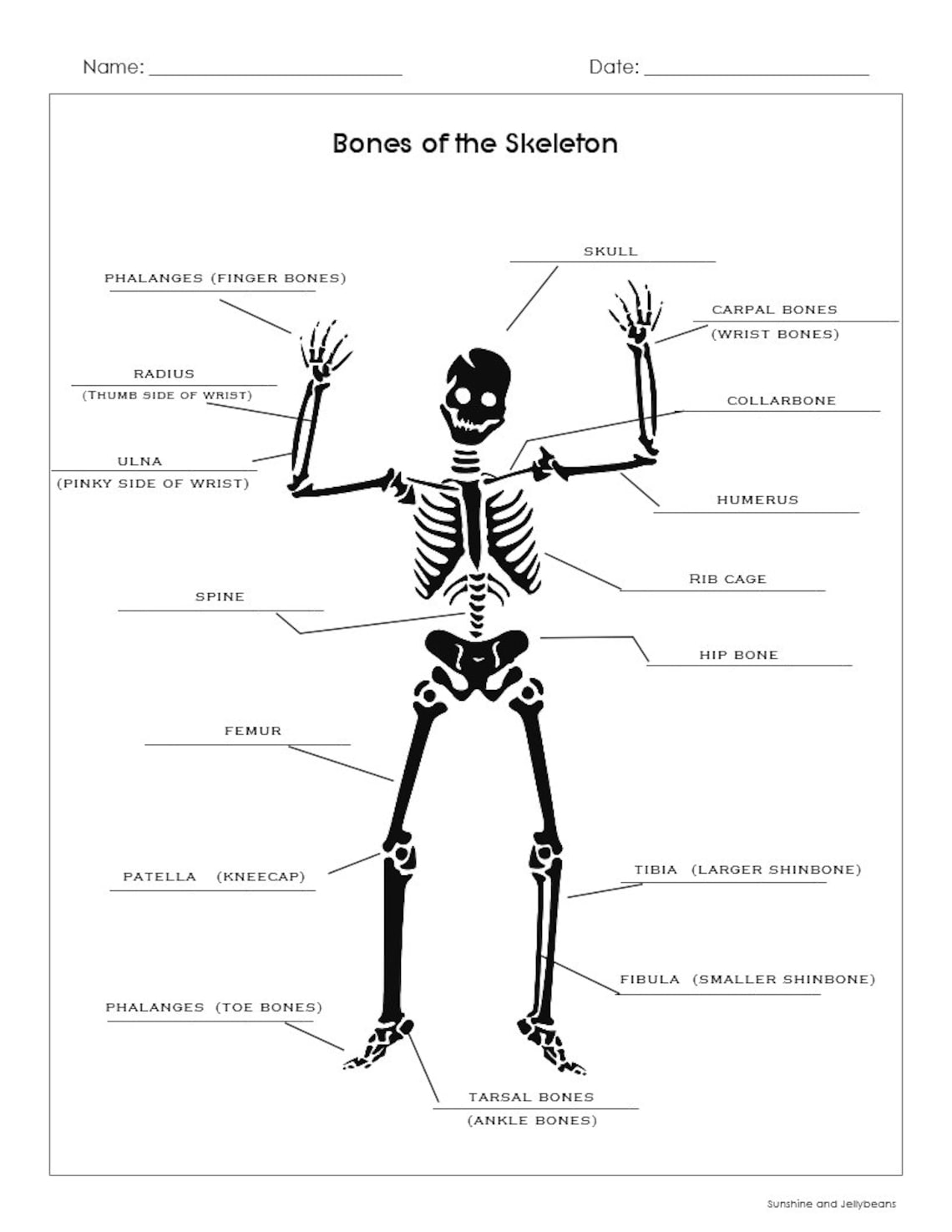 Bones of the Skeleton - Learn the Names of Bones- Grades 5-8 Science ...