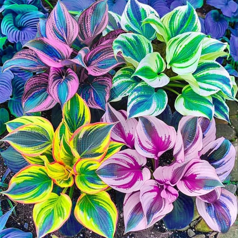 Hosta Flower Seeds – Shade Garden Seeds for Outdoor Planting - Etsy