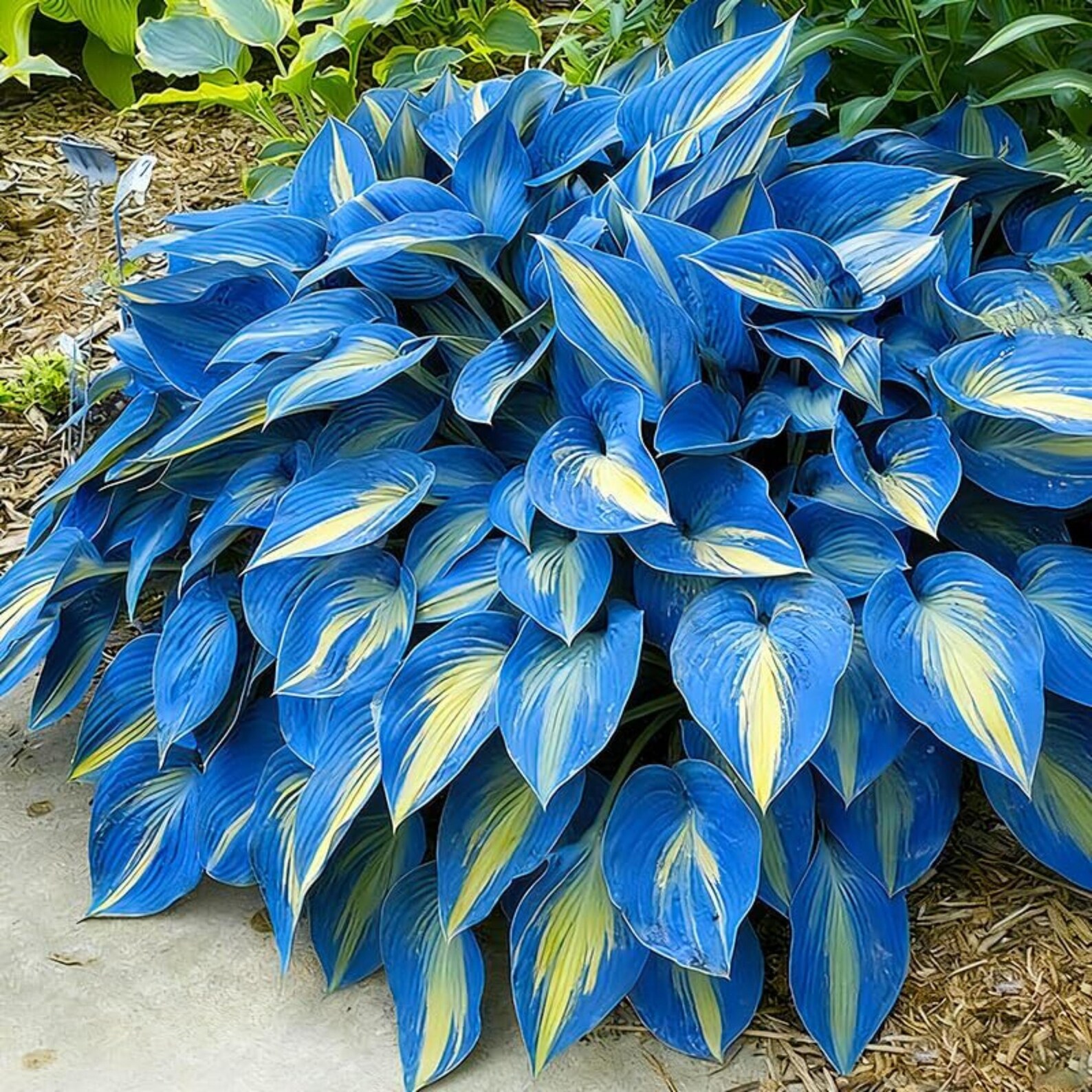 Hosta Flower Seeds – Shade Garden Seeds for Outdoor Planting - Etsy