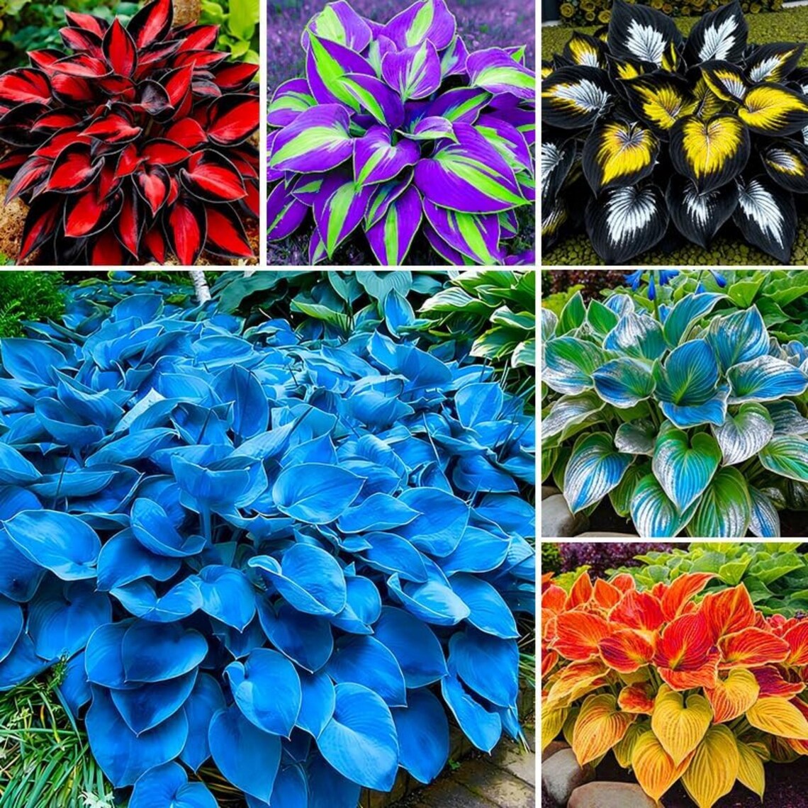 Hosta Flower Seeds – Shade Garden Seeds for Outdoor Planting - Etsy