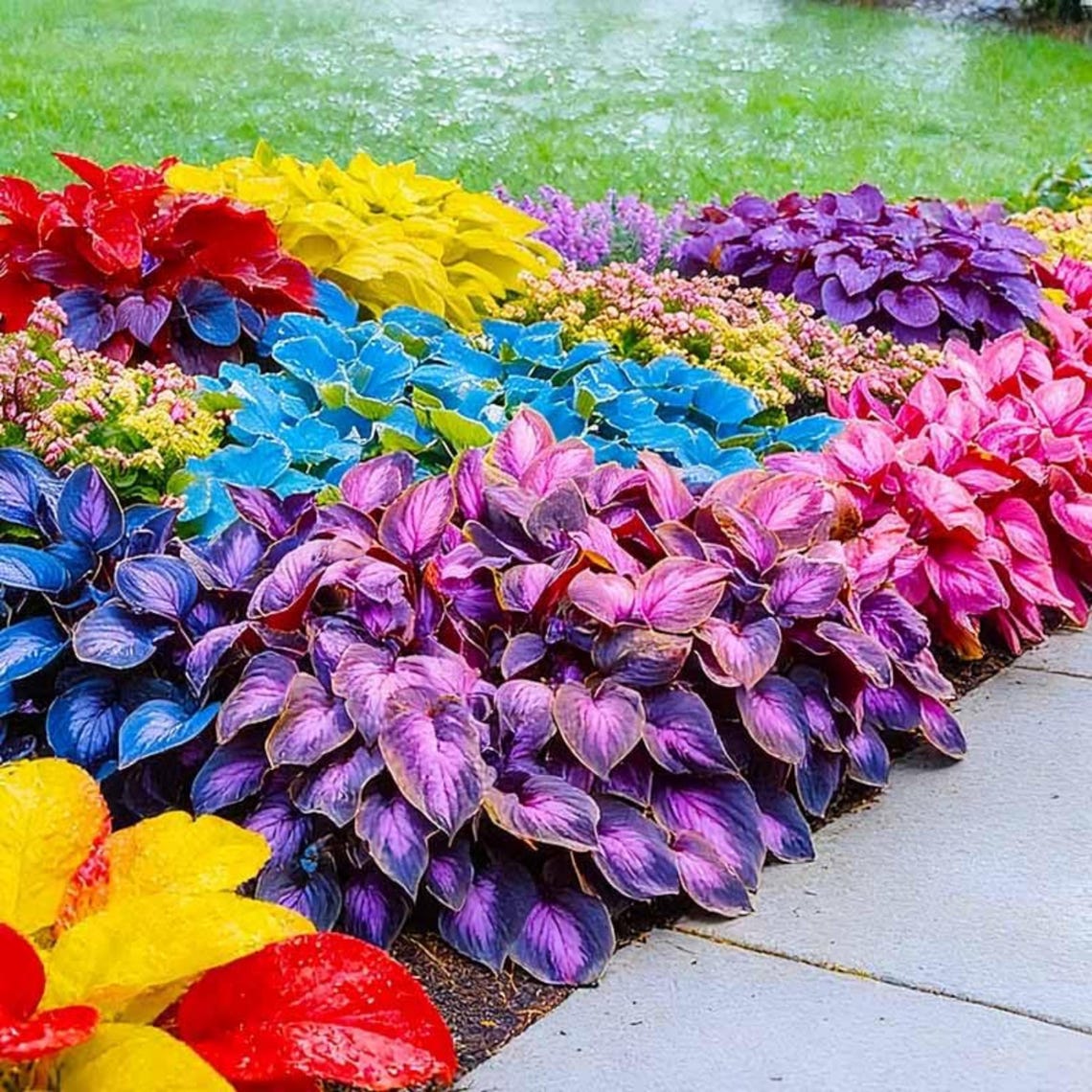 Hosta Flower Seeds – Shade Garden Seeds for Outdoor Planting - Etsy