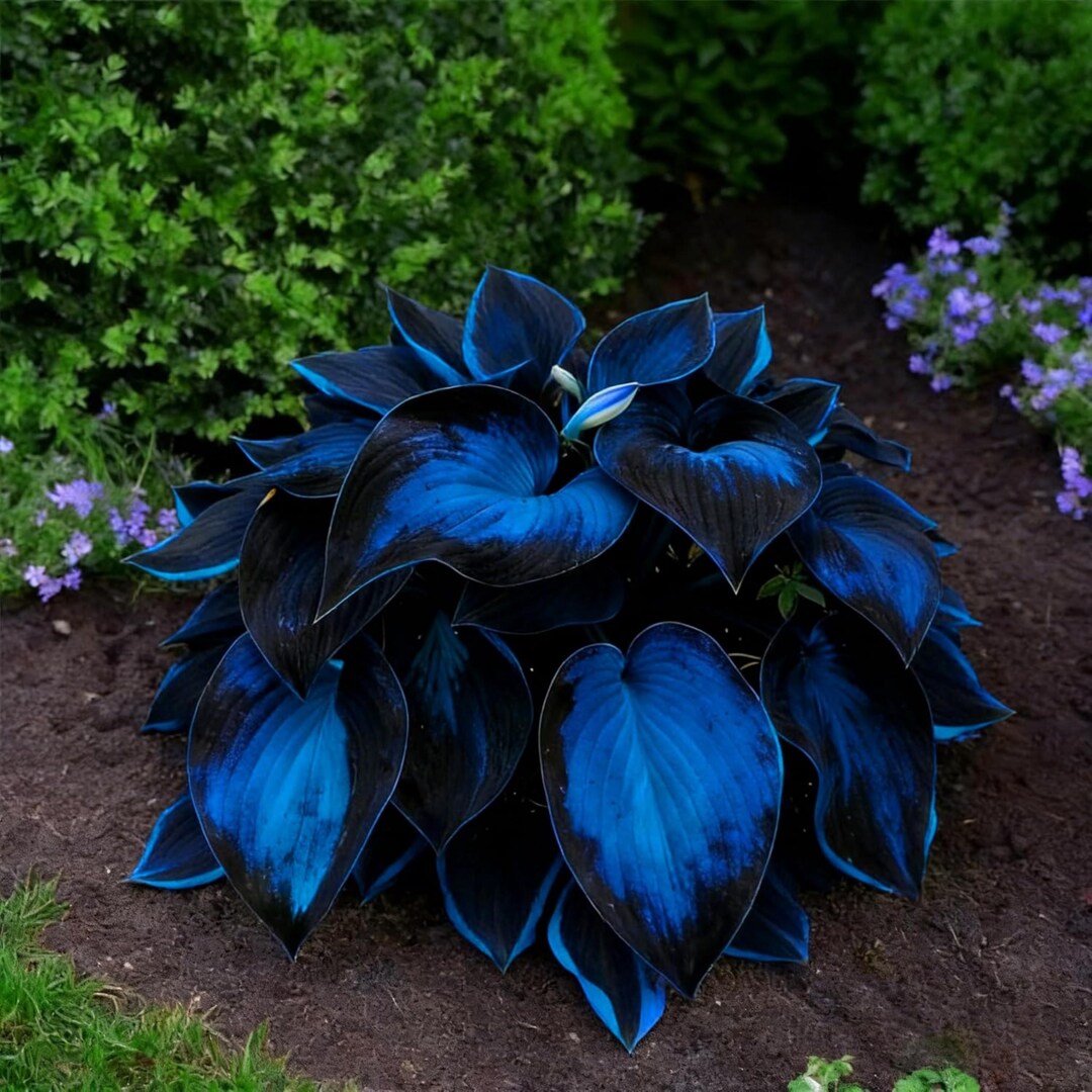 320+ Hosta Seeds | Heart-shaped Leaves | Low Maintenance Perennial - Etsy