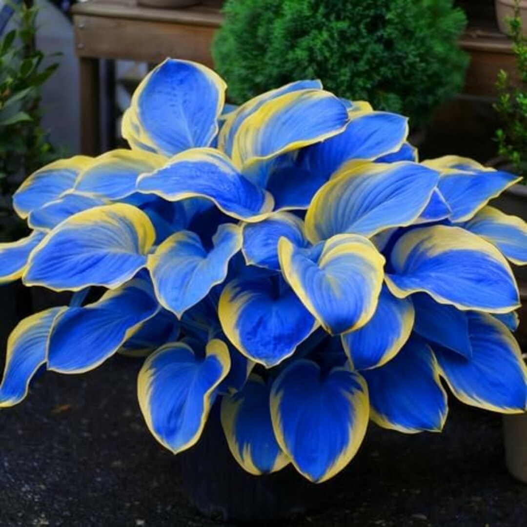 290+ Rare Hosta Seeds – Non-gmo Heirloom Perennial Shade Garden Plants ...