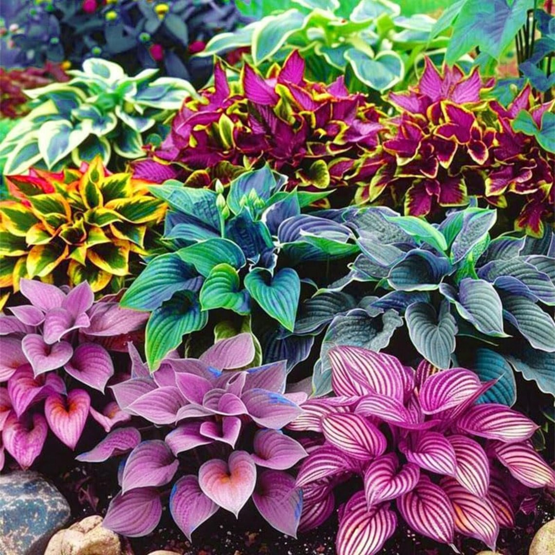 Hosta Flower Seeds – Shade Garden Seeds for Outdoor Planting - Etsy