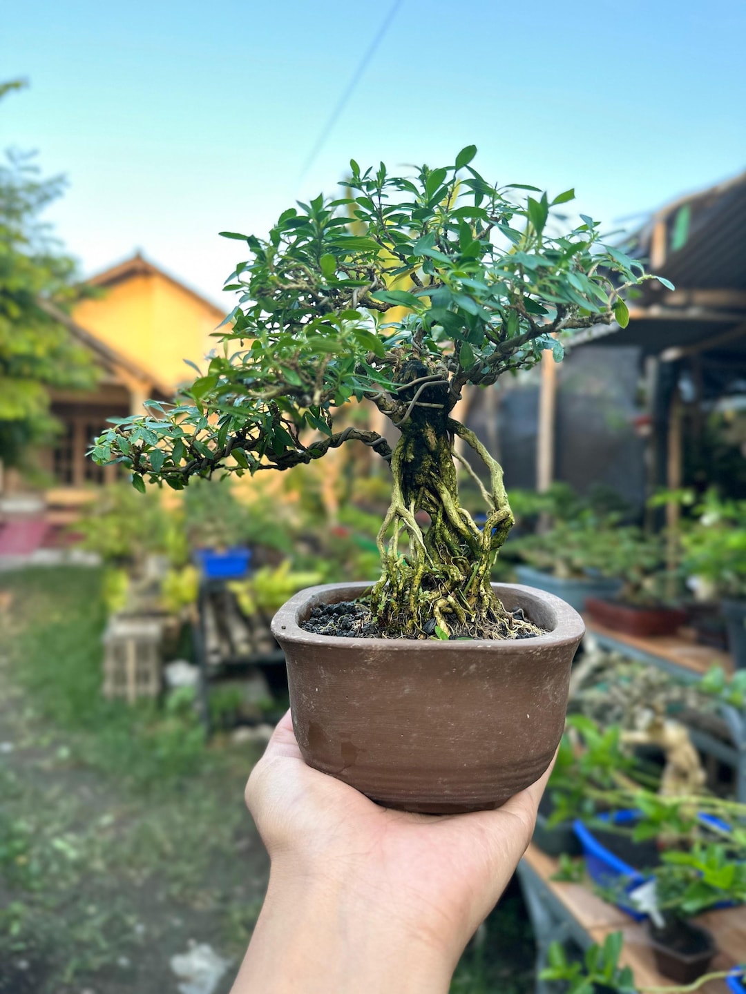 Serissa Bonsai Tree Live Plant - Real Picture - Etsy