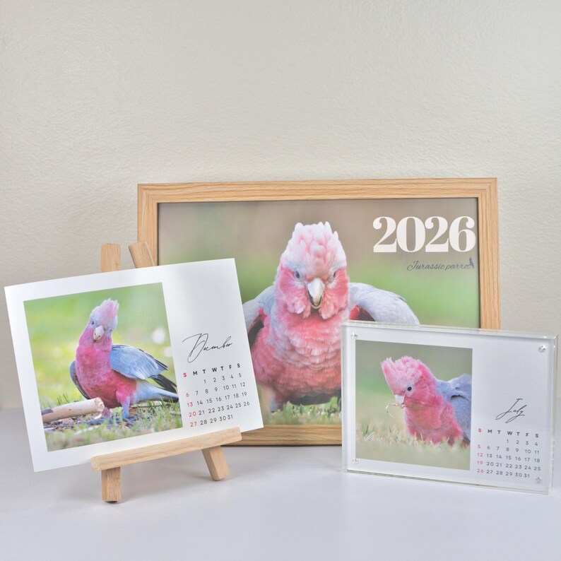 Cheeky Juvenile Galahs – 2026 Digital Calendar (landscape) - Etsy UK