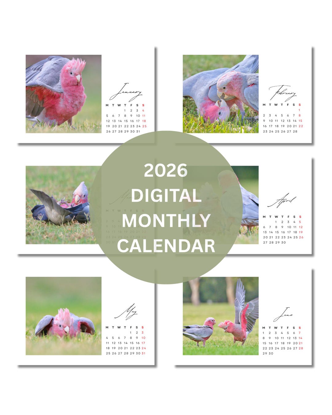 Cheeky Juvenile Galahs – 2026 Digital Calendar (landscape) - Etsy UK