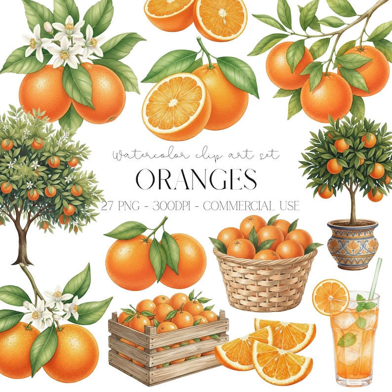 Watercolor Oranges Clipart PNG Citrus Fruit Clipart Set for Summer ...