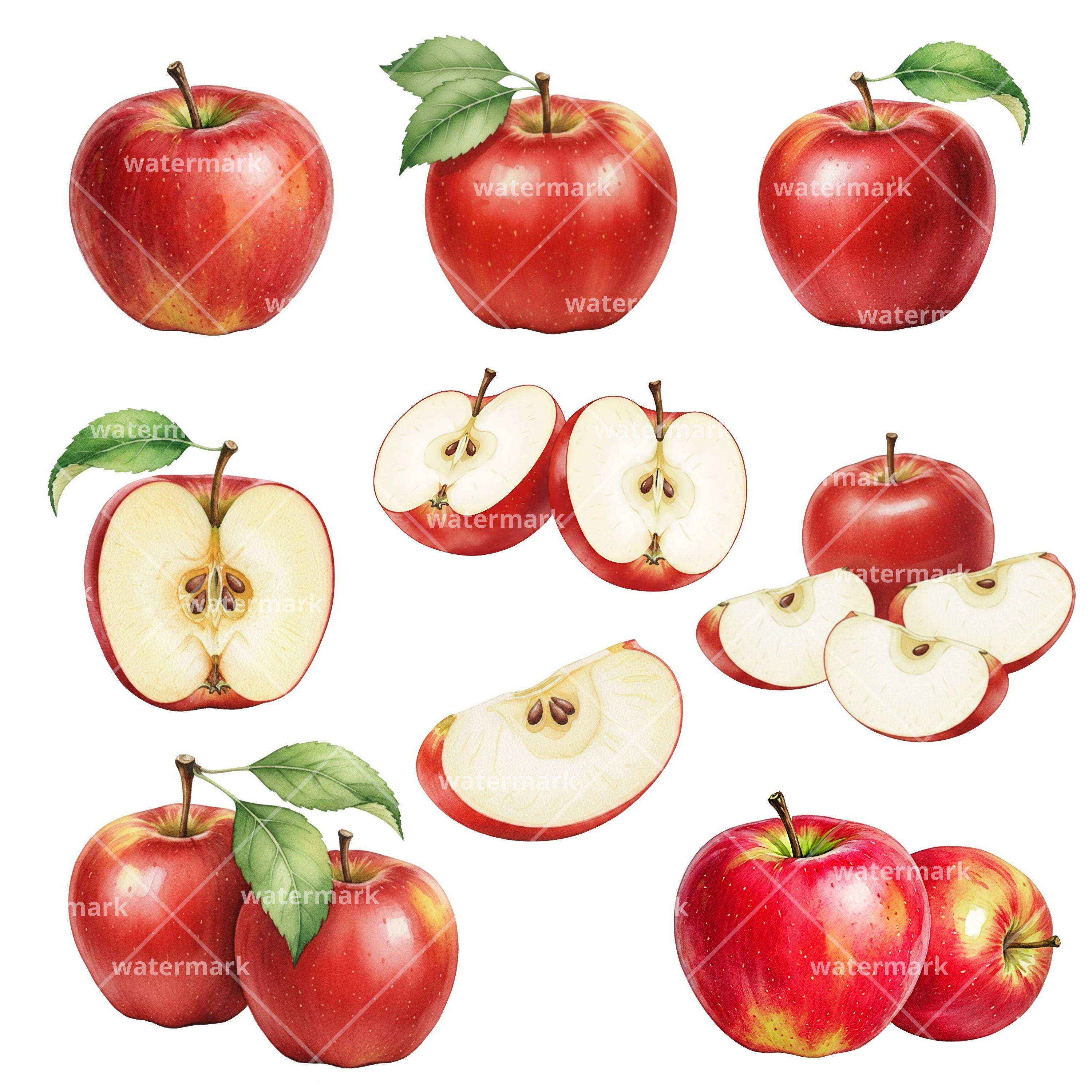 Watercolor Apple Clipart PNG Red Apple Clipart Bundle for Kitchen Decor ...