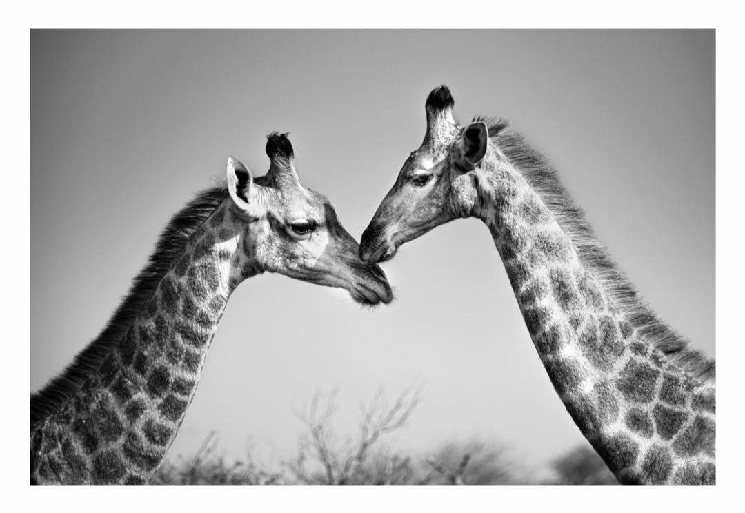 Gentle Connection - Large Format Monochrome Wildlife Study - Limited ...