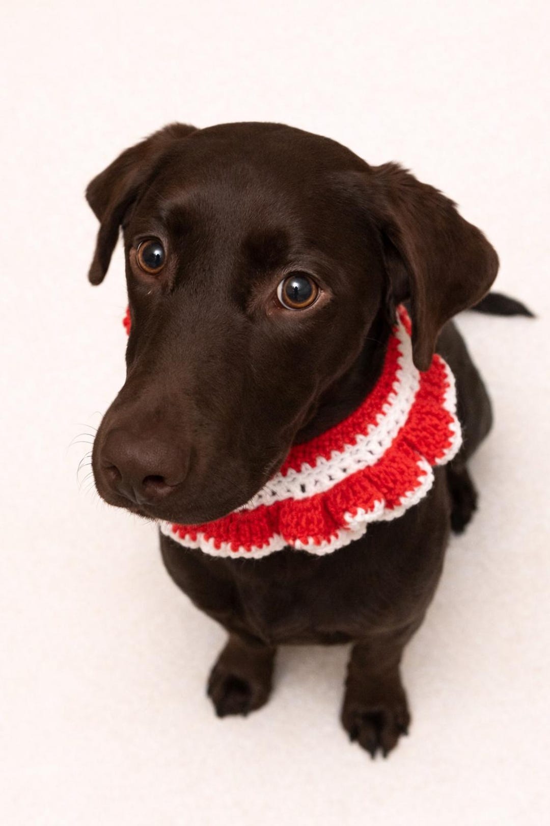 Handmade Red & White Crochet Ruffle Dog Collar – Medium Size Pet ...