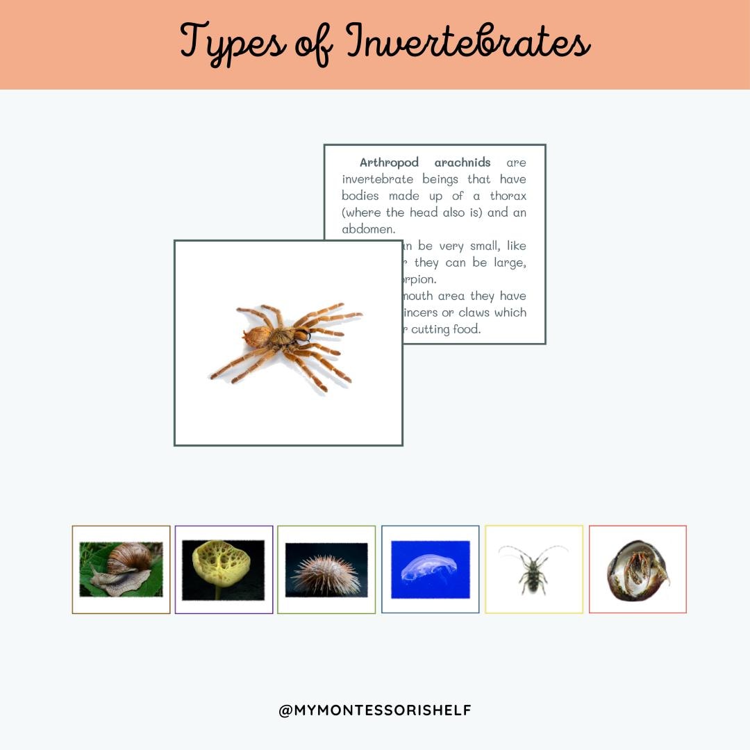 Types of Invertebrates - Etsy